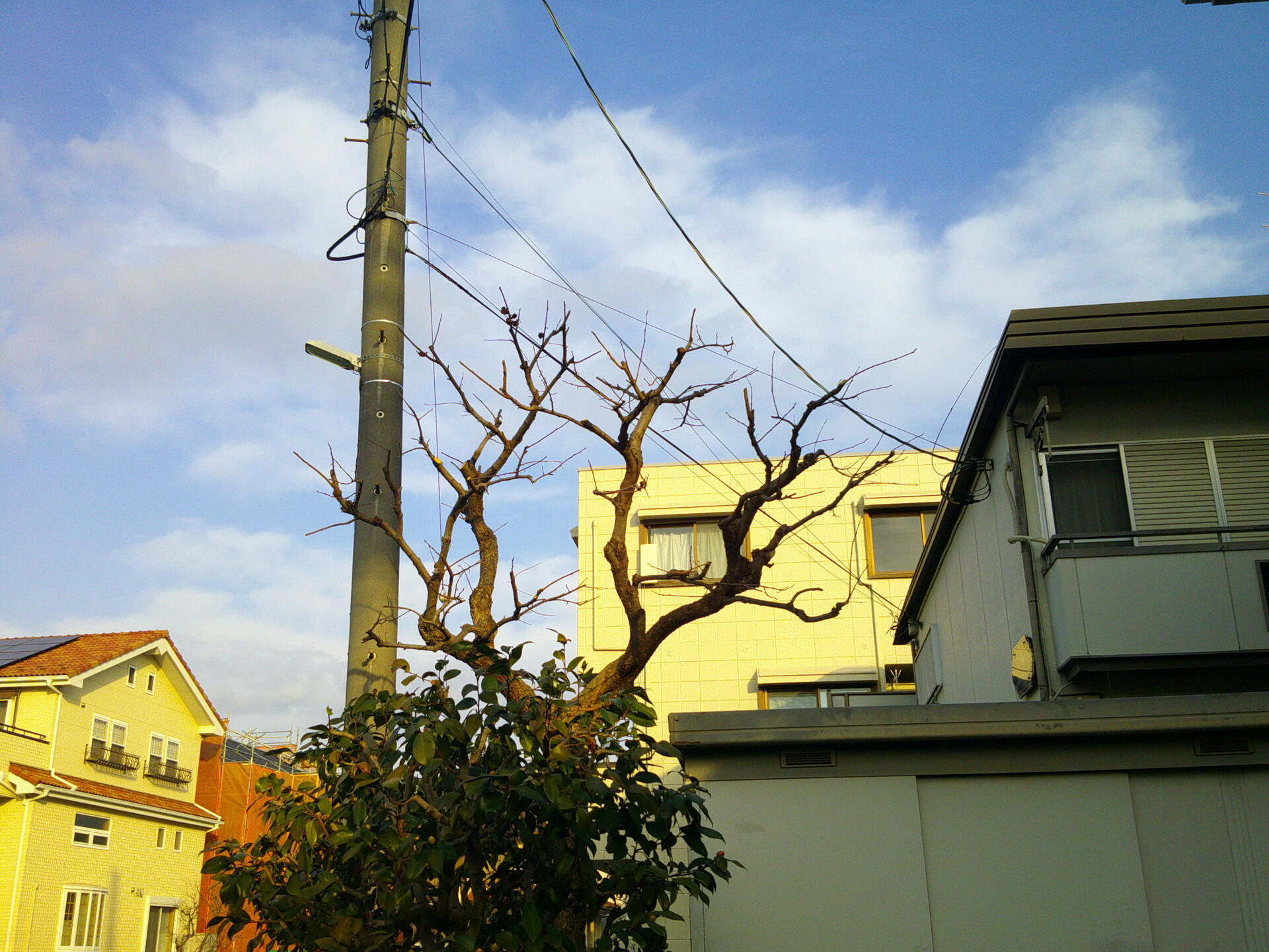 柿枝: 100歳まで 頑固爺